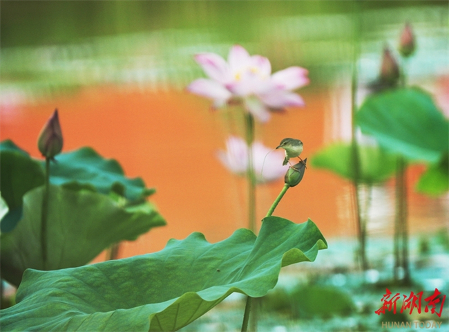 Lotus Flowers Bloom as Xiazhi Solar Term Begins-Hunan Government ...
